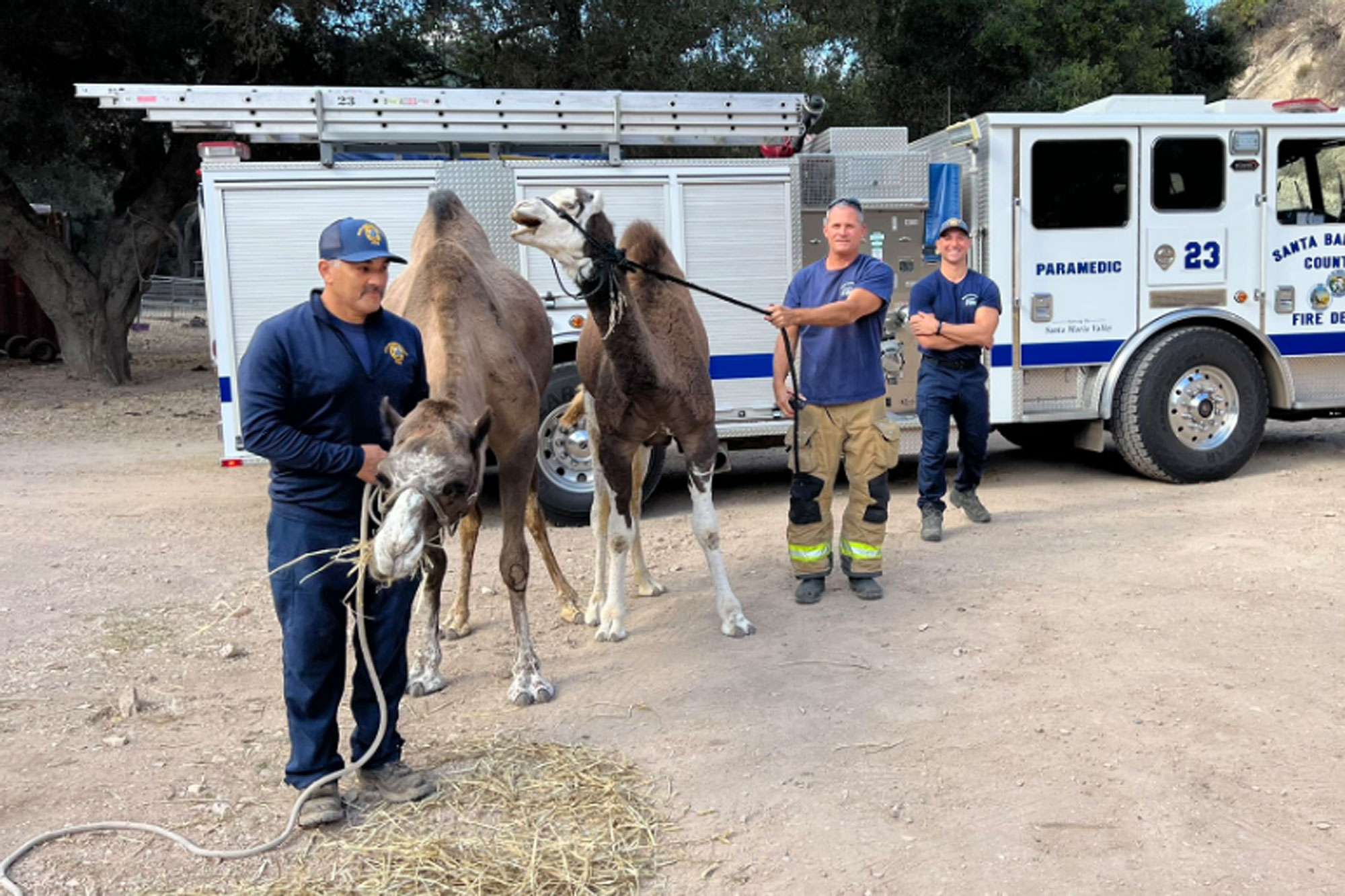 Unique Rescue Turns Friday into Hump Day for County Firefighters ...