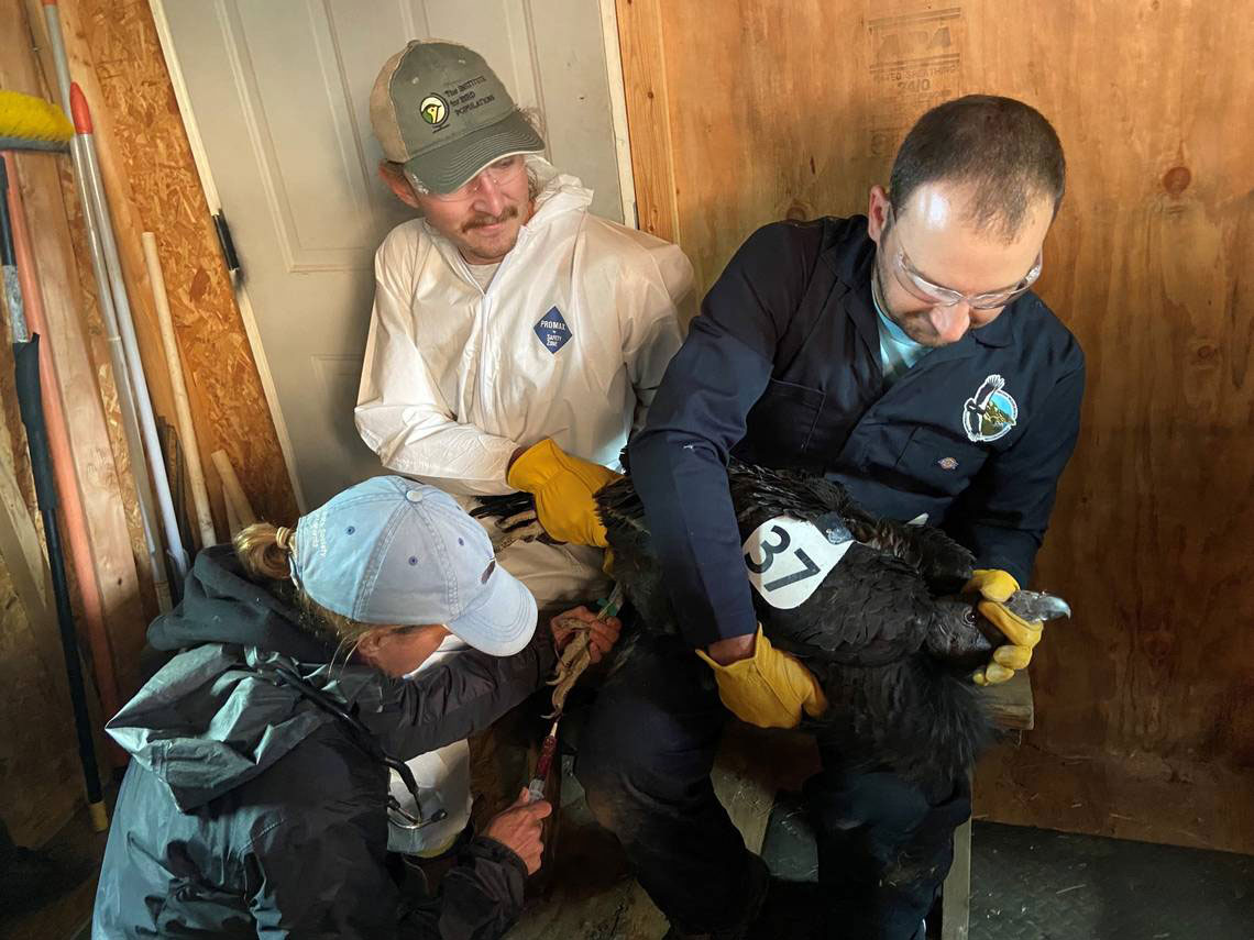 10 Central Coast Condors to be Released into the Wild — Freshly ...
