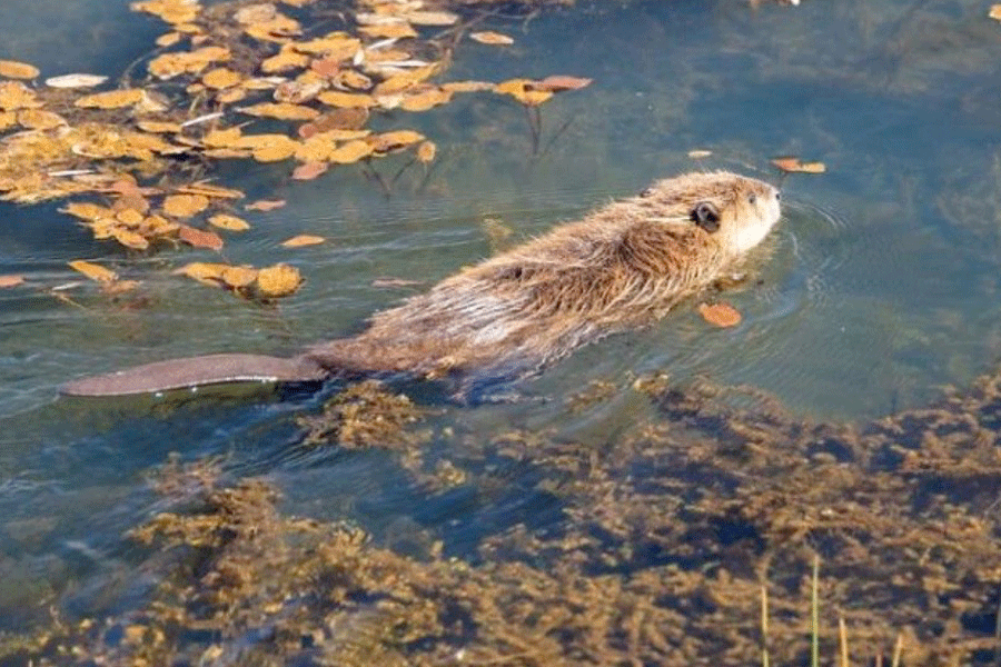 Outdoors Q&A: How Can Public Participate in Beaver Restoration ...