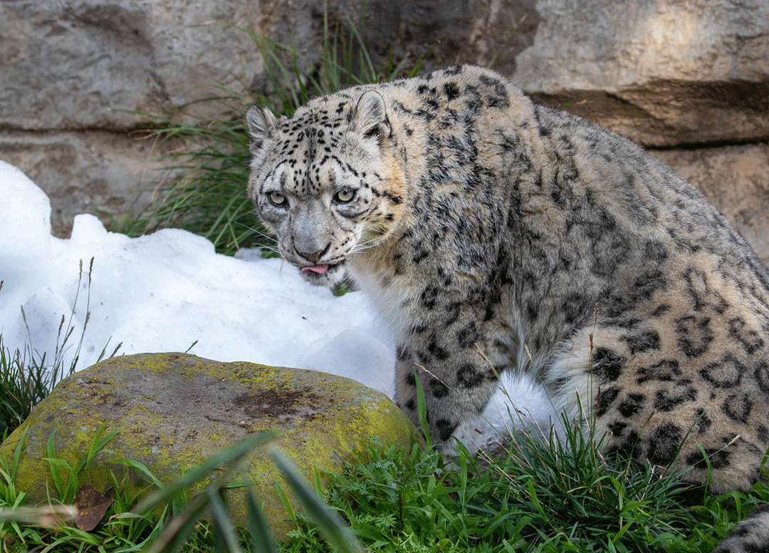 Snow Leopard Festival Offers Winter Fun for 2- and 4-legged Creatures ...