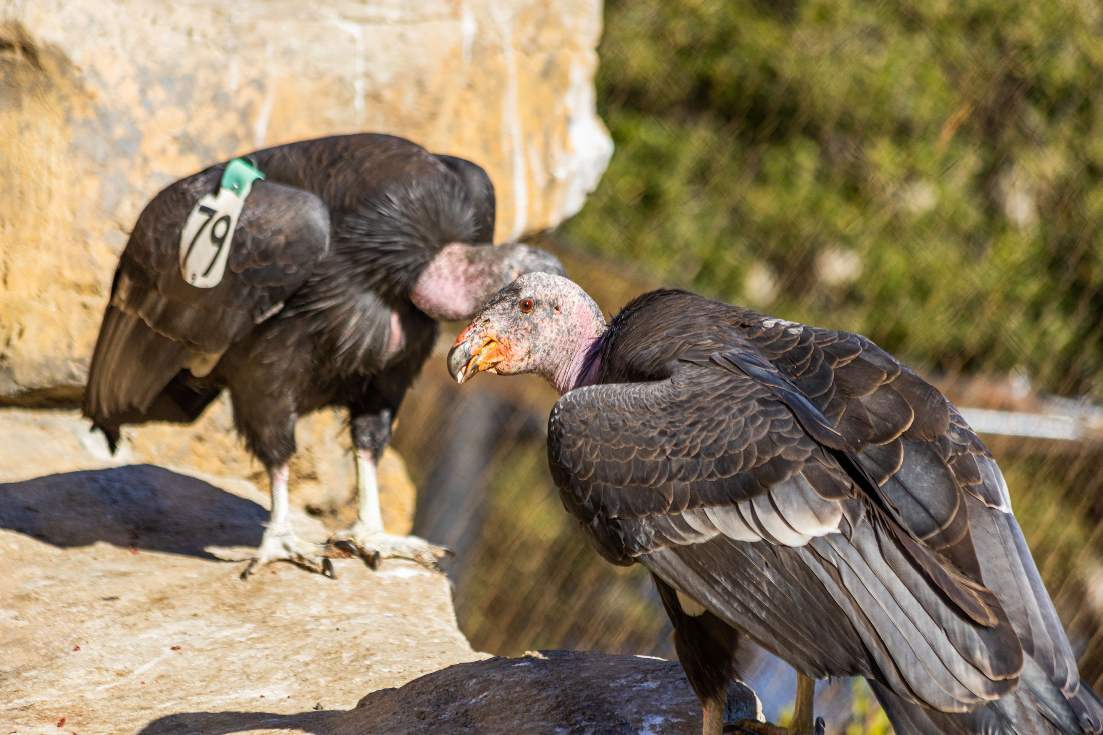 Santa Barbara Zoo Welcomes 2 New Condors, Temporarily Closes Gorilla ...