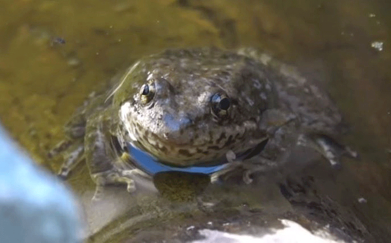 Outdoors Q&A: Do Frogs Hibernate During Colder Times of Year ...