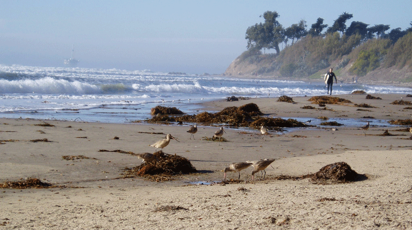 Choreography of Cross-ecosystem Subsidies Ties Kelp Forest to Beach ...