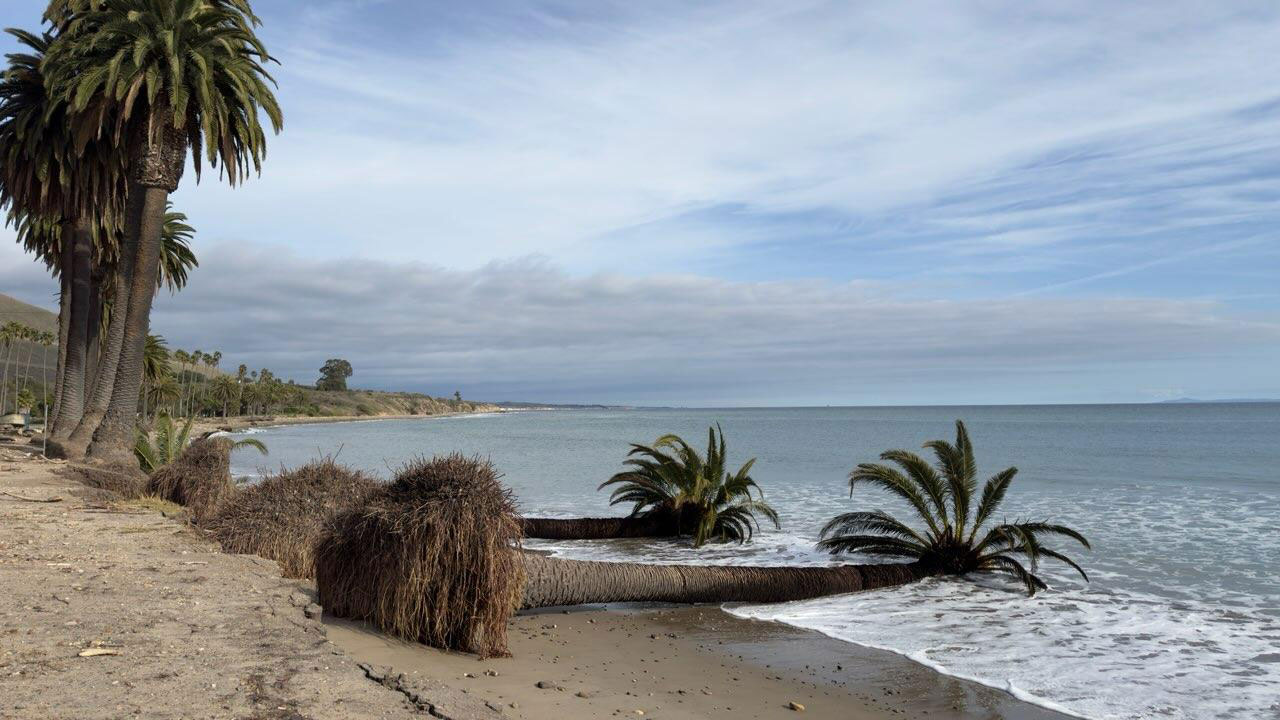 Storms Bring Down Iconic Palm Trees at Refugio State Beach | Local News ...