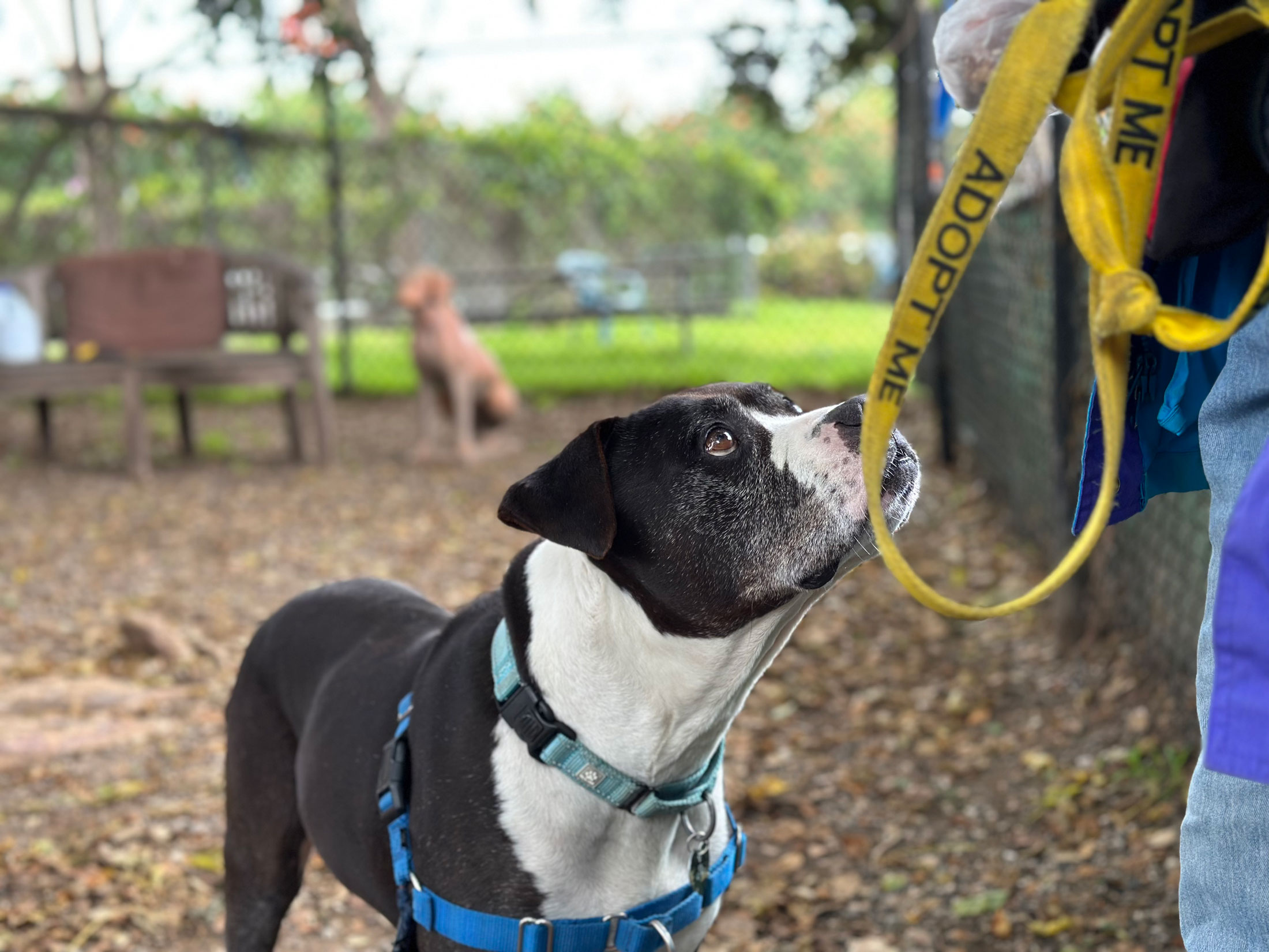 Thanks to Volunteers, Adoptable Shelter Dogs Get Their Day to Play ...