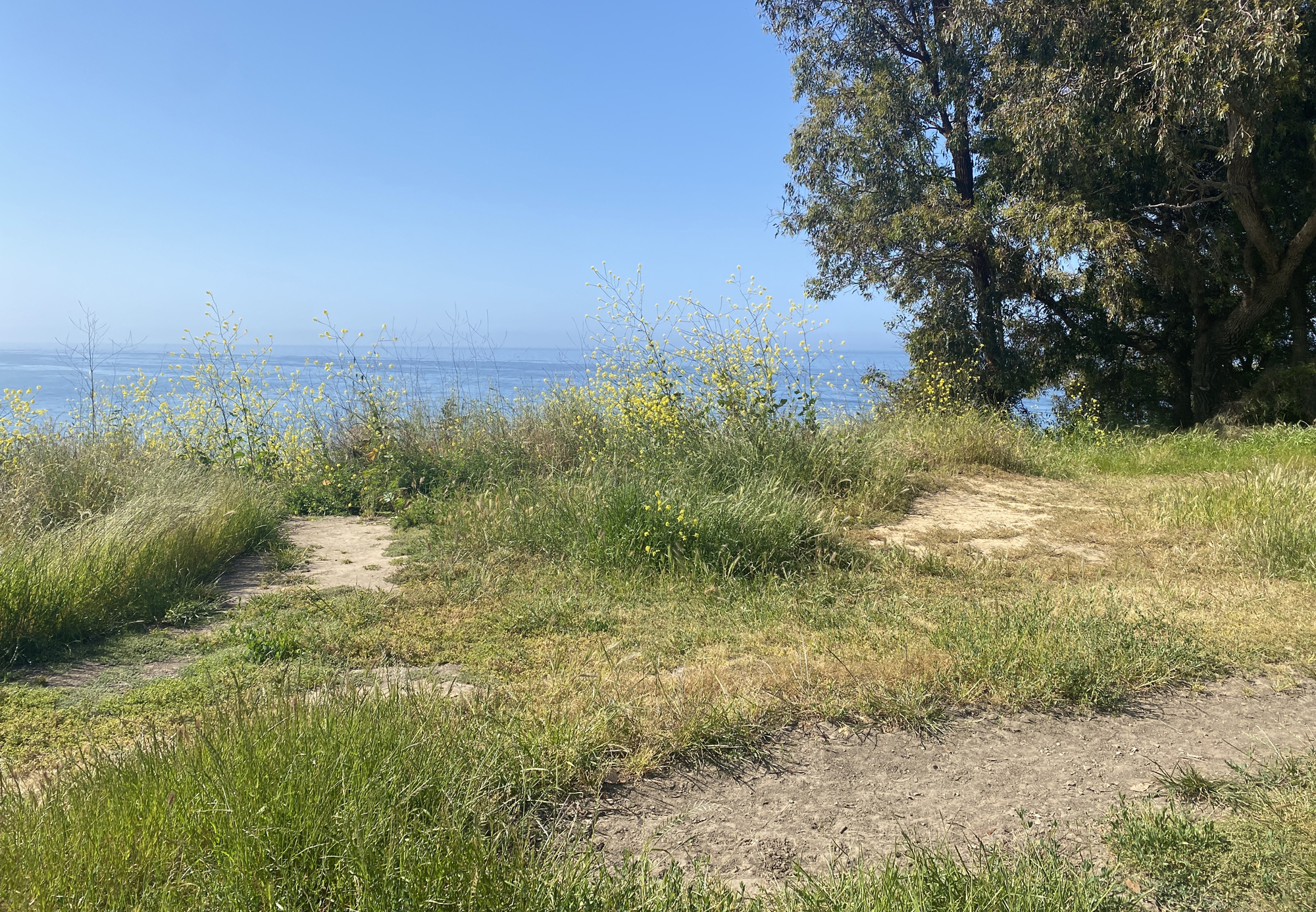 Goleta Council OKs Naming of Potter's Point on Ellwood Mesa After Late ...
