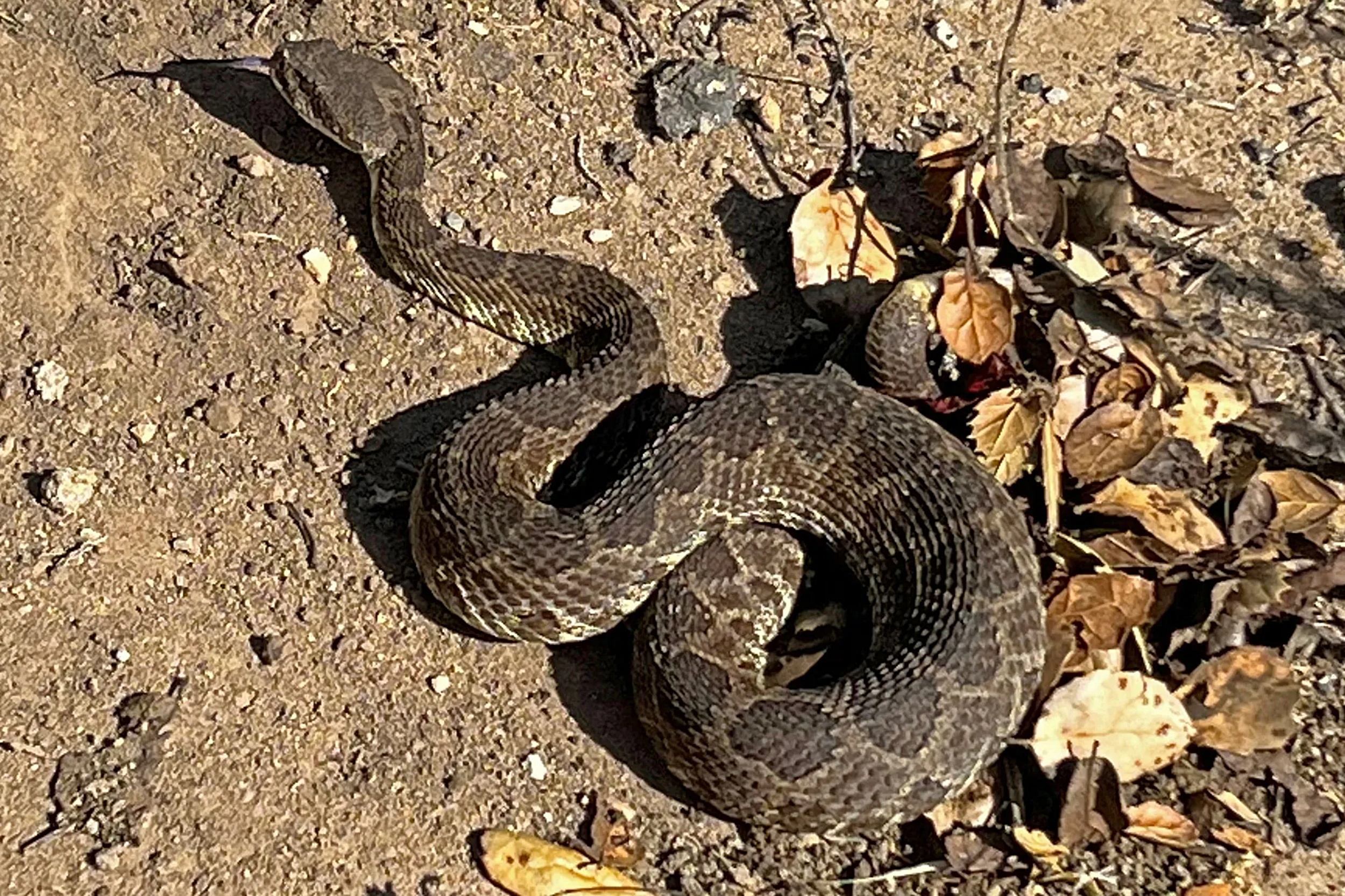 Bill Macfadyen: Rattlesnakes Fang Out to Make Their Presence Felt. Don ...