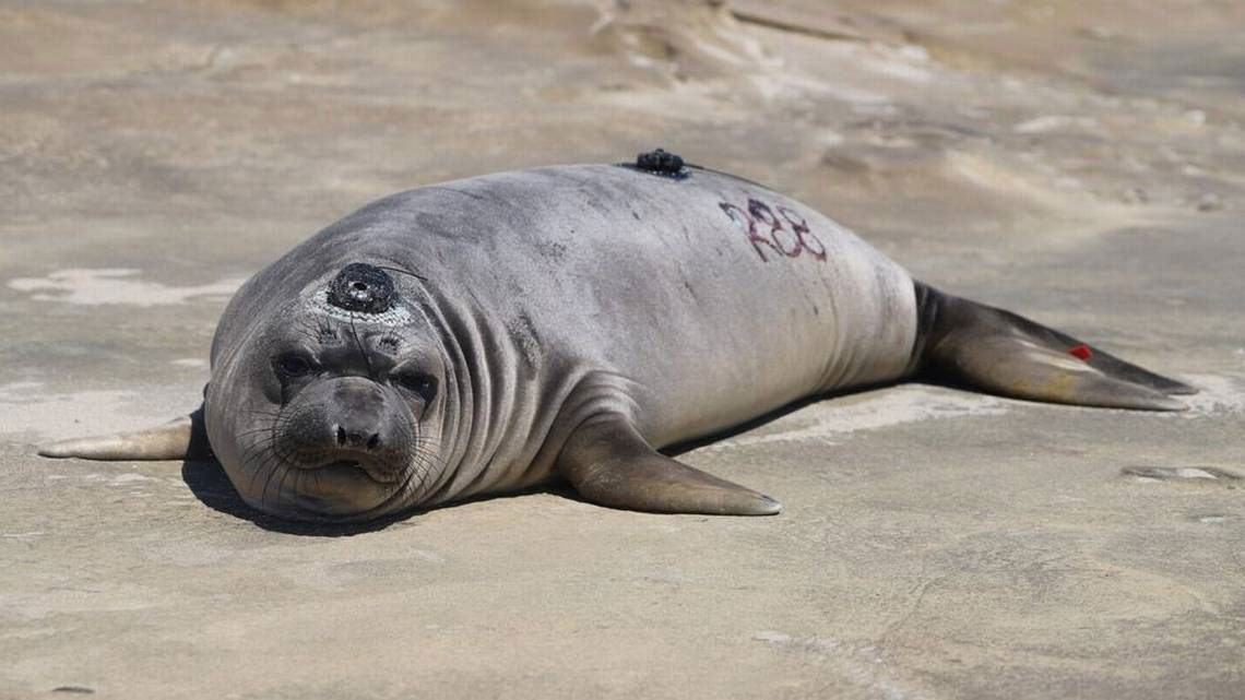 Central Coast Elephant Seal Pup Swam 5,000 Miles to Alaska and Back ...