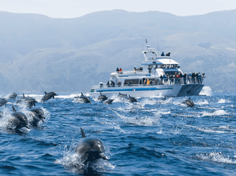 Condor Express Named a Best Place to See Dolphins in the Wild ...