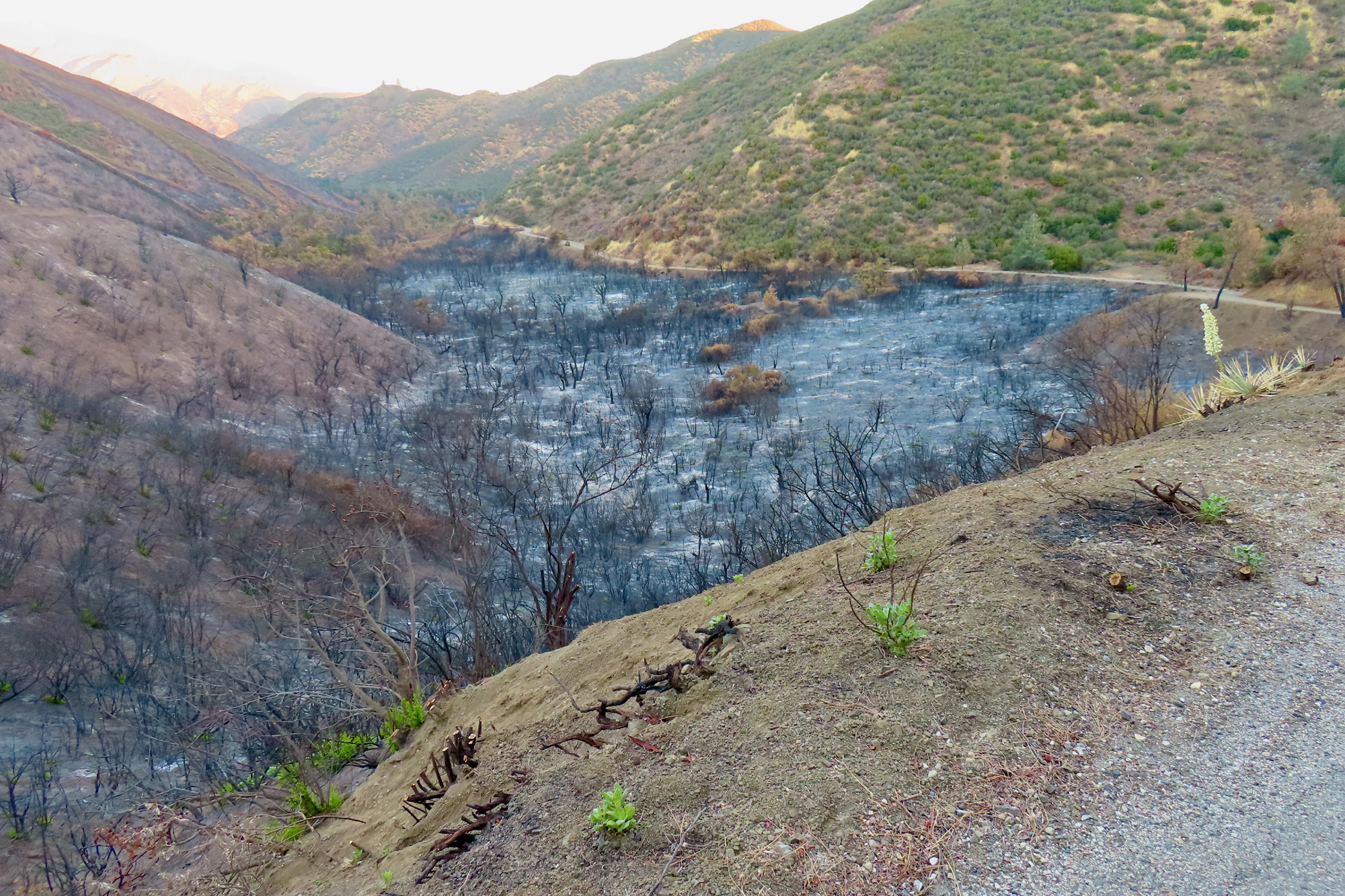 Dan McCaslin: Upper Manzana Creek Trail Offers Escape from Fire-Ravaged ...