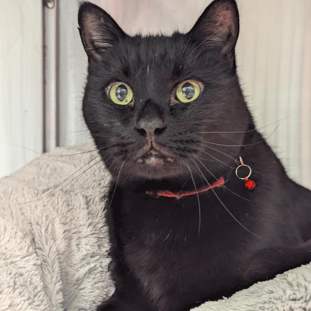 Become a Cat Lady - or Man: Adopt a Shelter Feline at ASAP Cats Event | Four-Legged Friends and ...