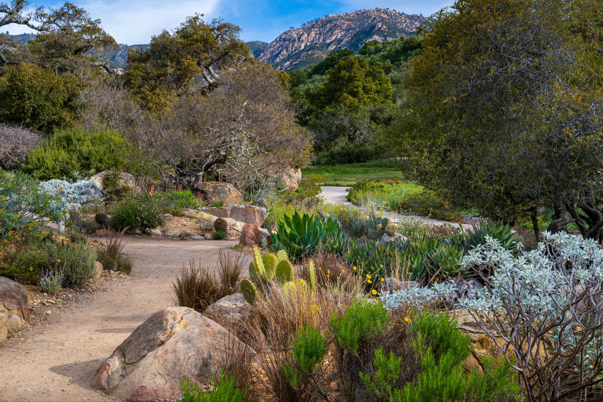 Celebrating 100 Years: Santa Barbara Botanic Garden’s Century of Native ...