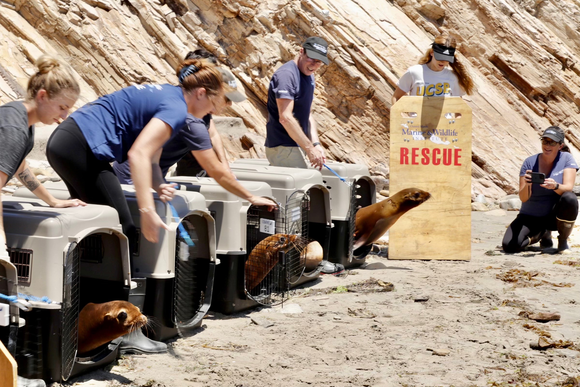 Channel Islands Marine & Wildlife Institute: Protecting Marine Life and ...