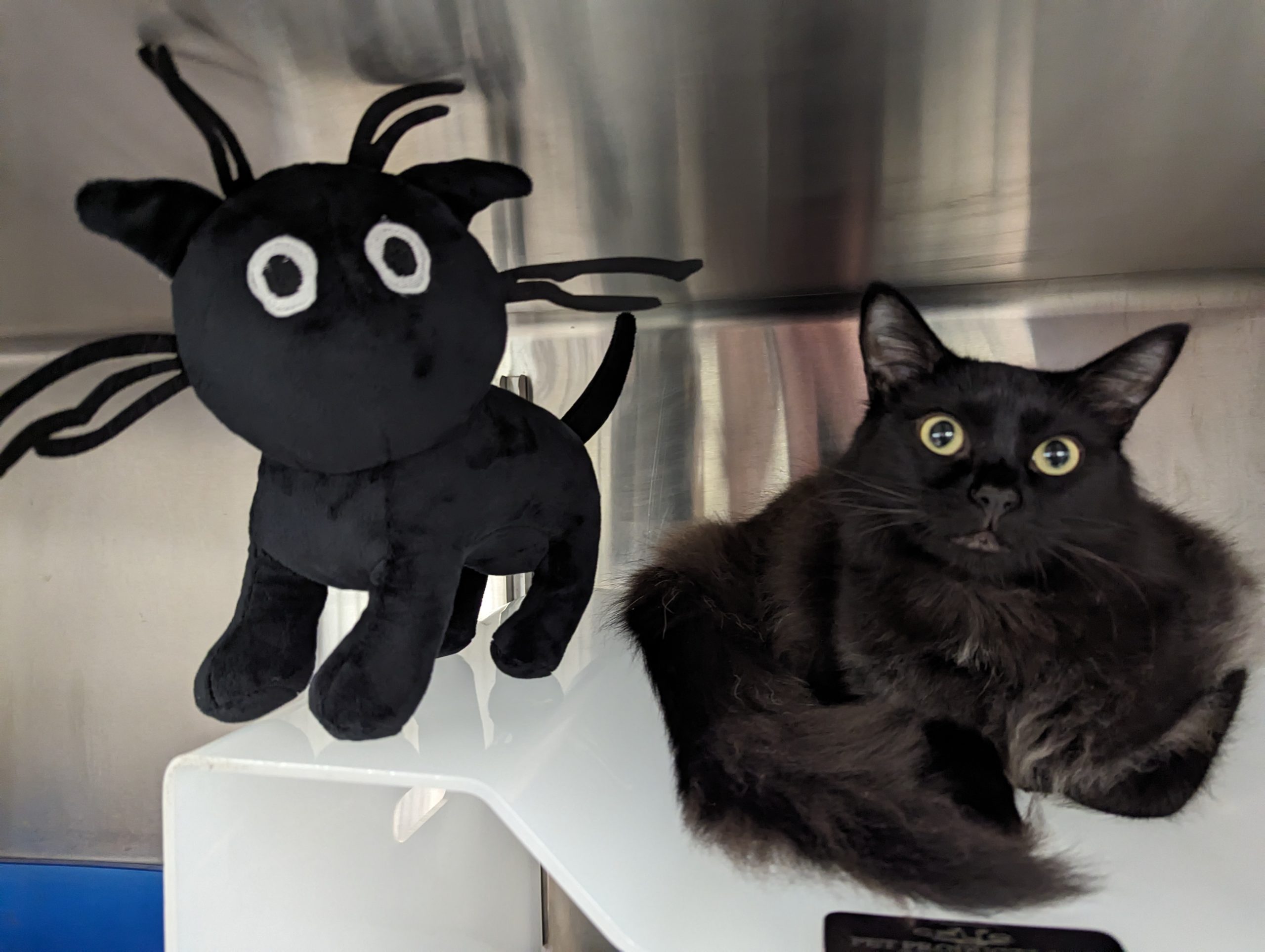 A Legacy of Compassion: How ASAP Cats Is Giving Santa Barbara’s Cats a ...