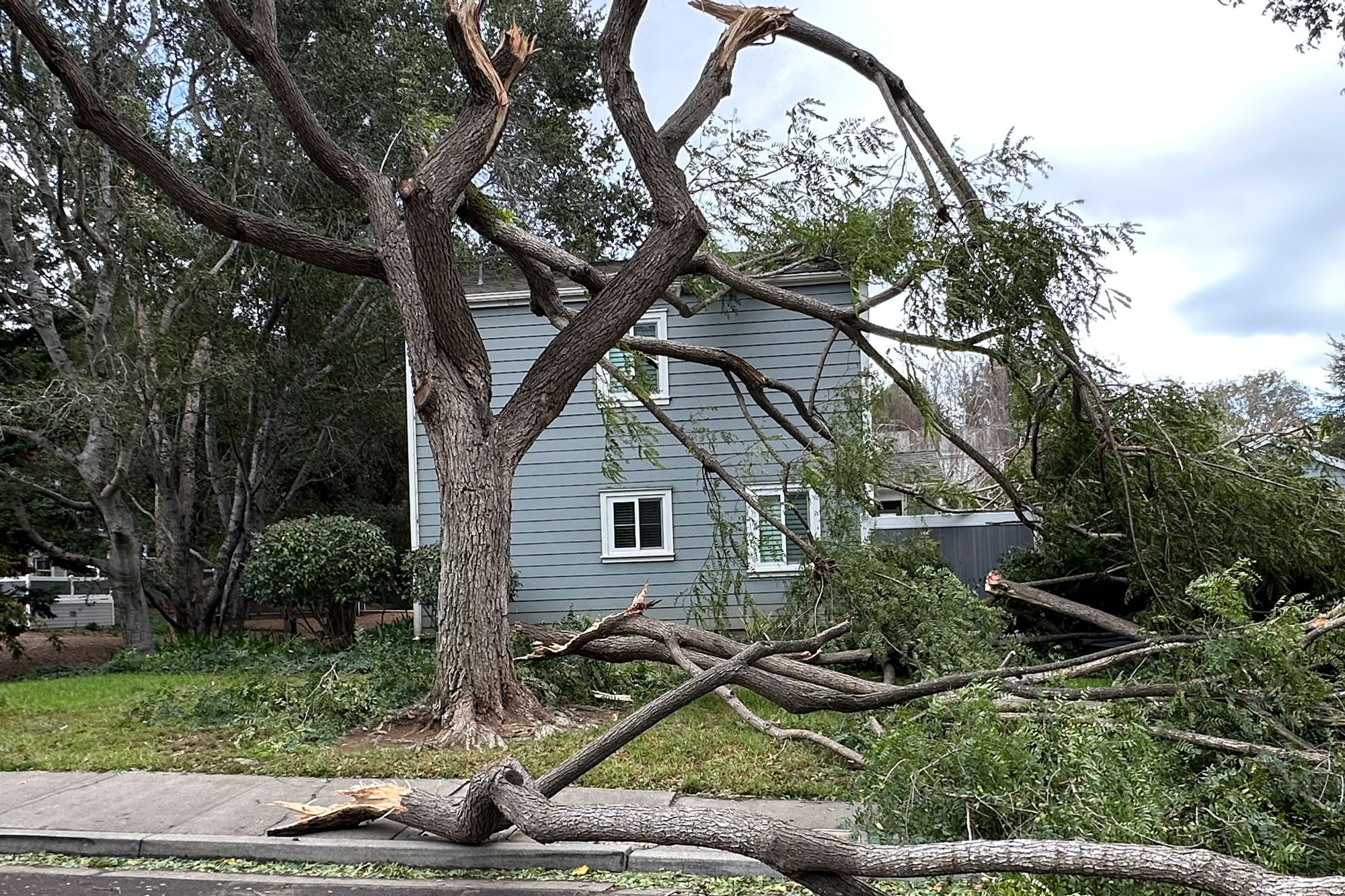 High Winds Topple Trees, Down Power Lines in Santa Barbara County ...