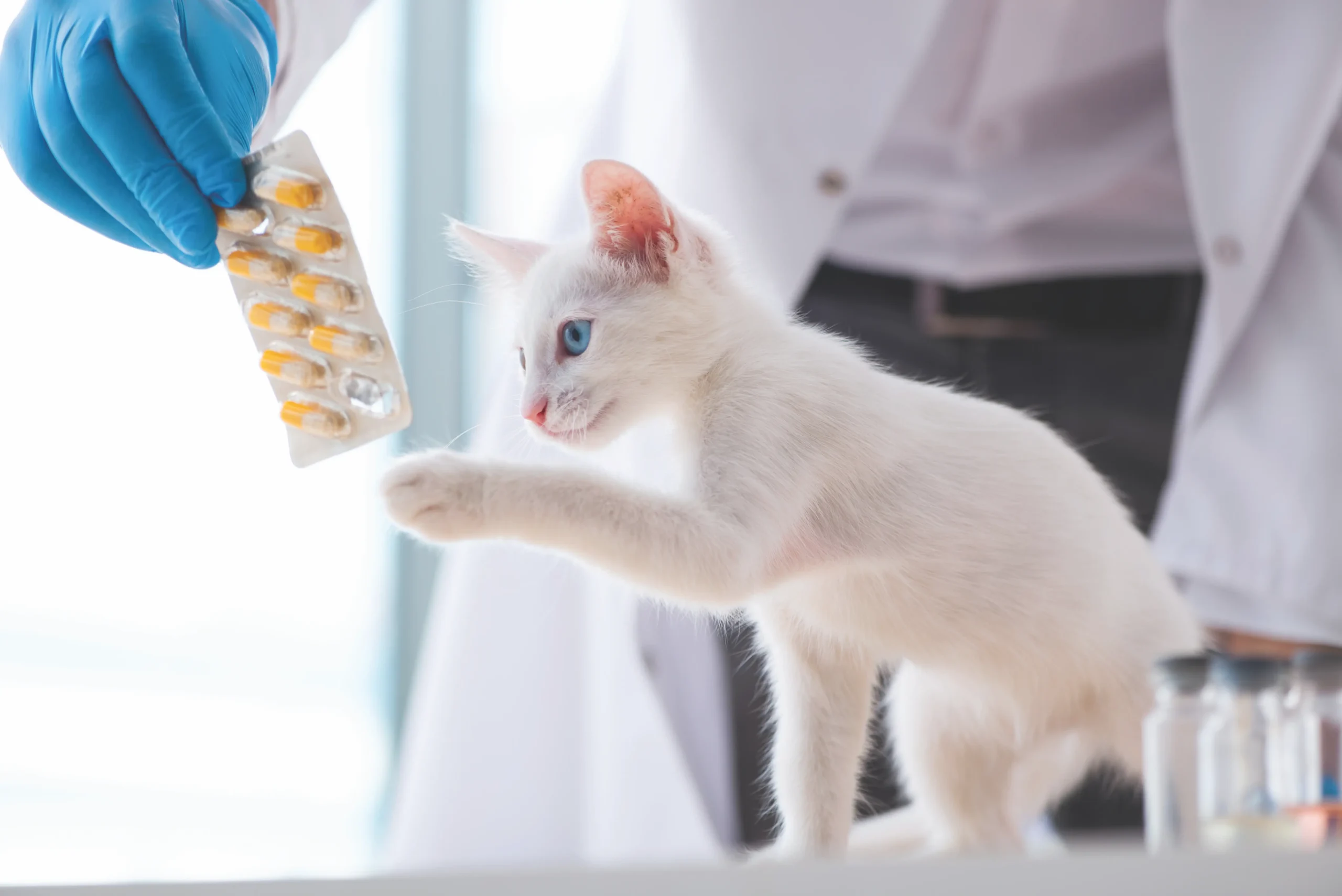 Paws and Prescriptions: A Guide to Buying Pet Medications | Four-Legged ...