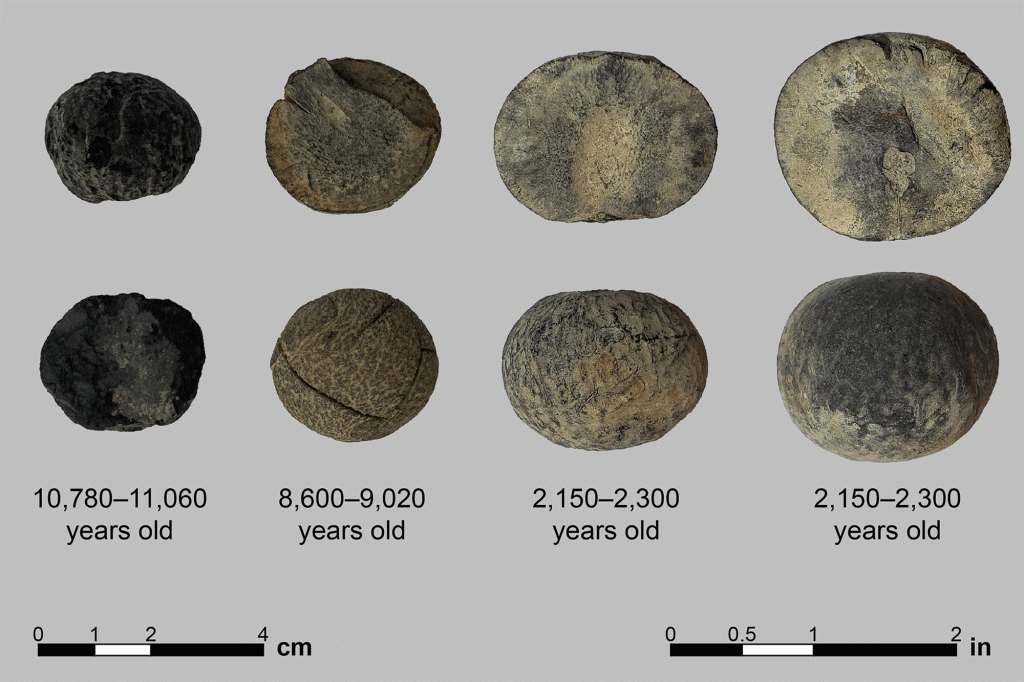 Holy Guacamole! Avocado's Origins Hold Historic Distinction | News ...