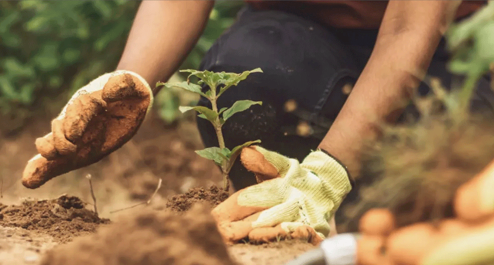 Community Tree Program Designed to Cultivate Healthier Environment ...