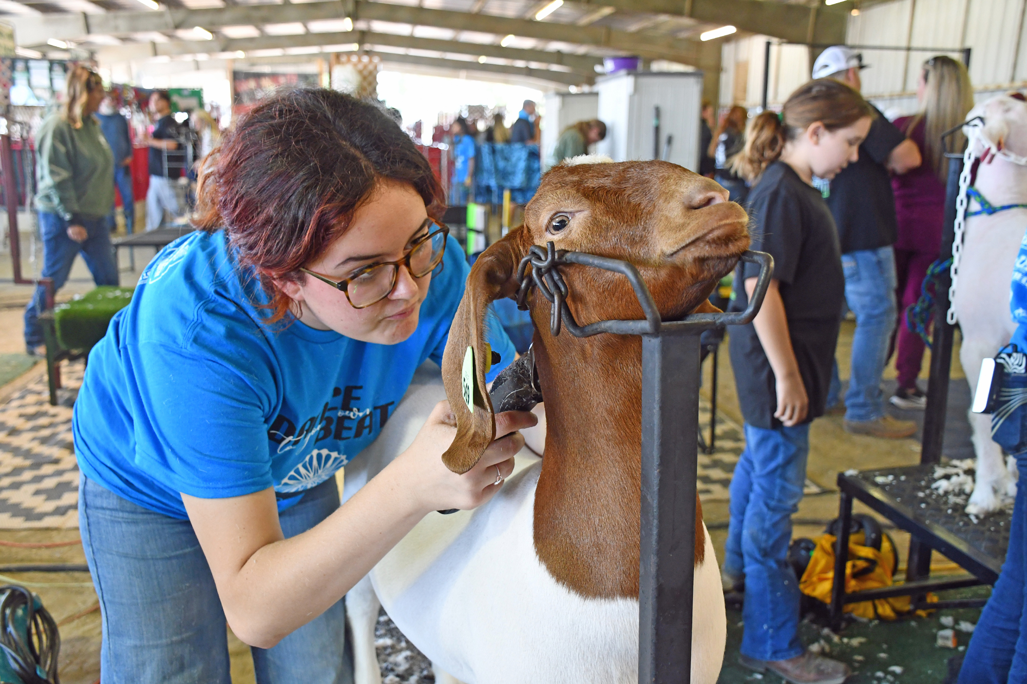 Animals Strut Their Stuff Ahead of Santa Barbara County Fair | Local ...