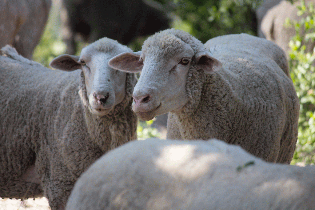 A Natural Defense Against Fire: Sheep Clear Brush at Westmont | School ...