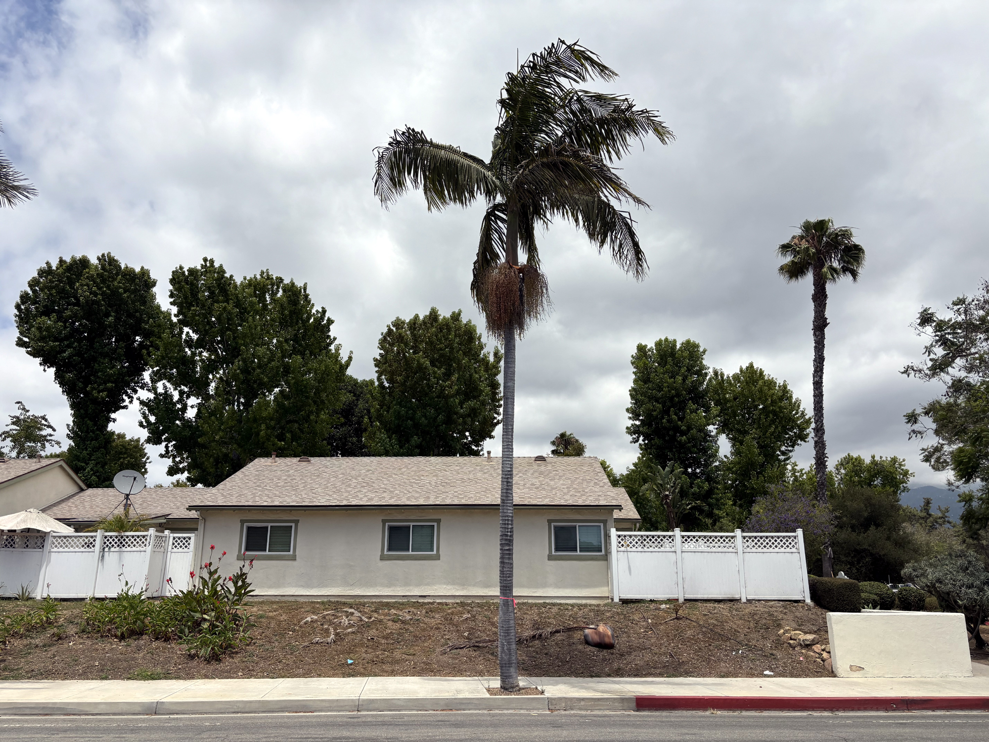 Santa Barbara Planning to Cut Down 33 Trees for Path Project on ...