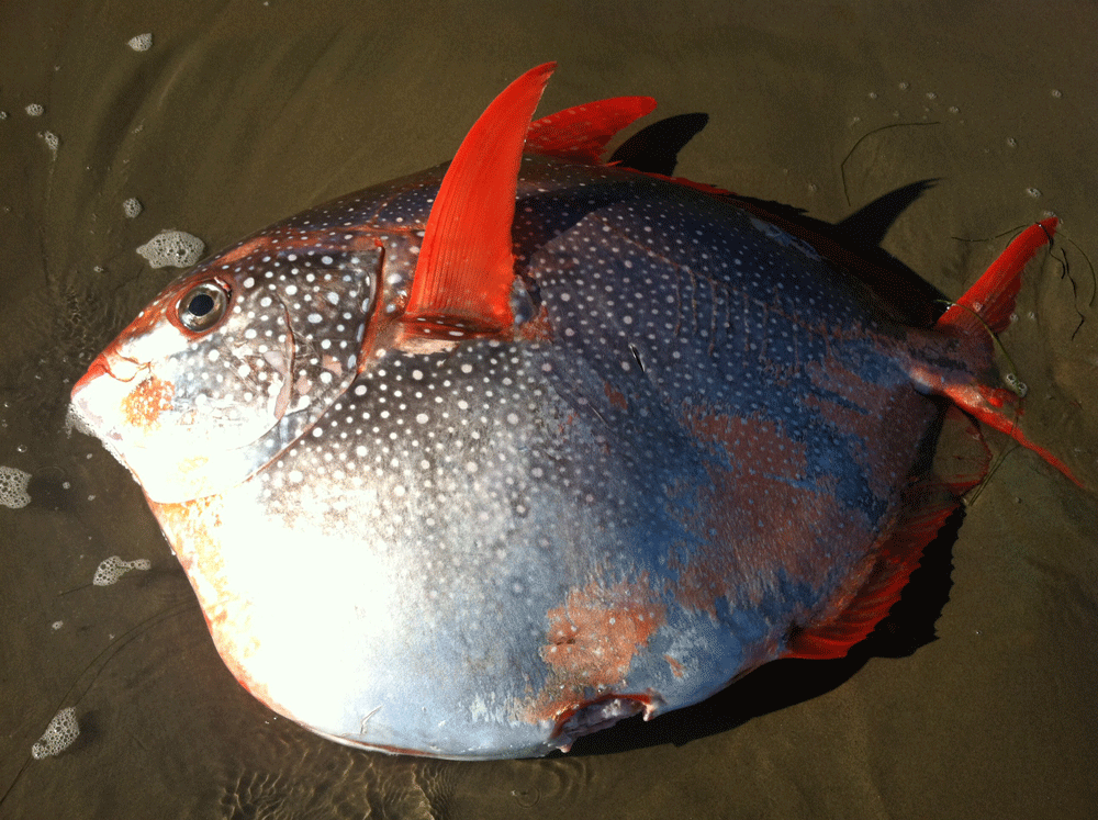 Captain’s Log: Did I Ever Tell You About the Opah That Washed Ashore ...