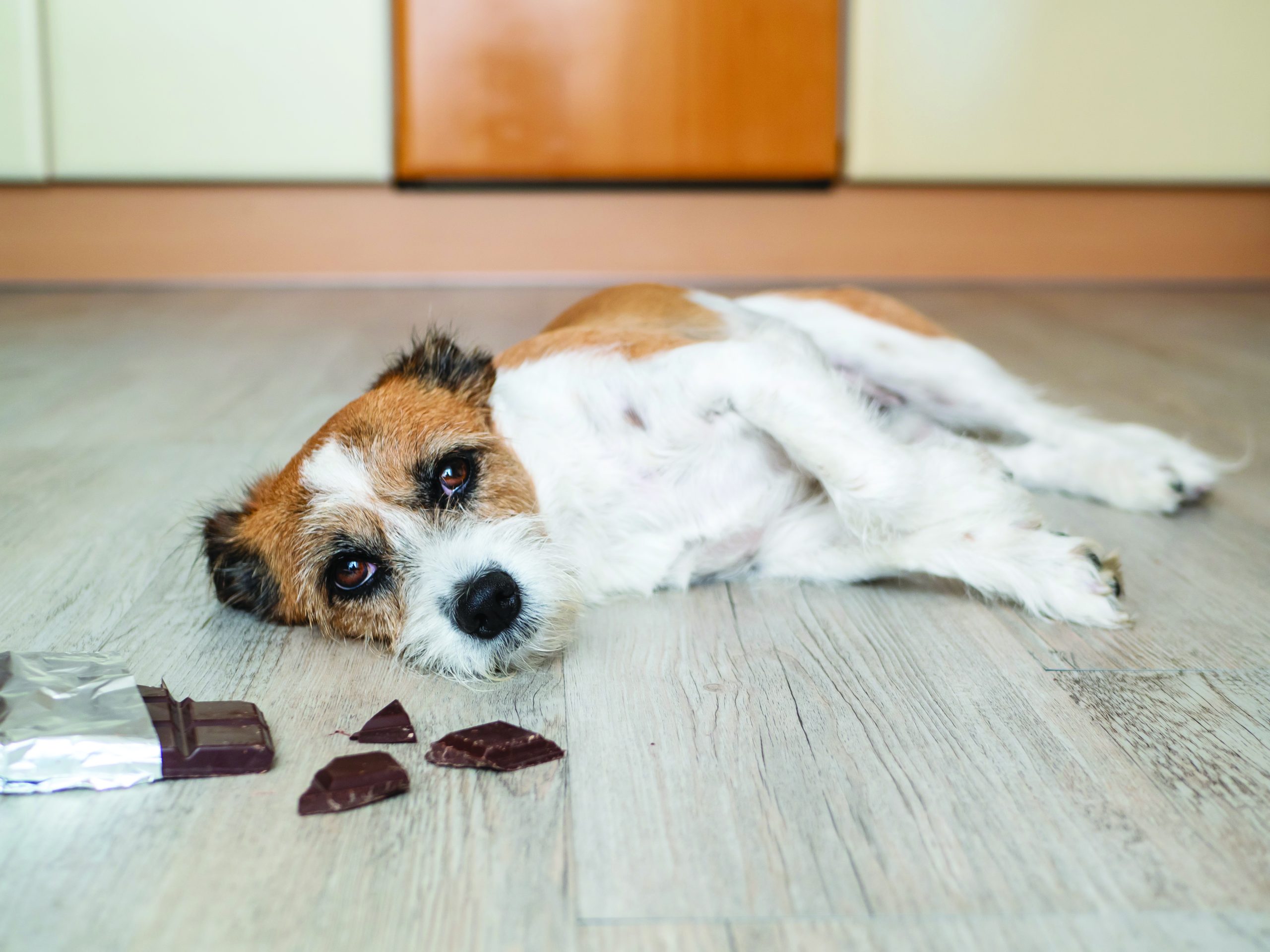 The Pet Poison Control Guide: Protecting Your Furry Friends from Hidden ...