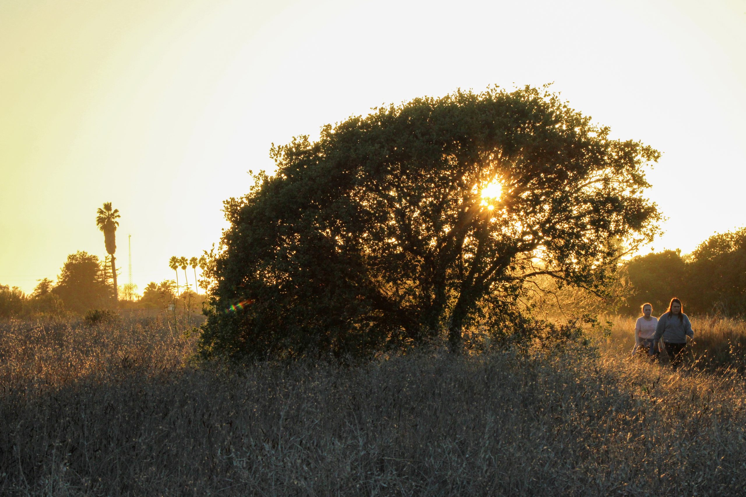 Piece of More Mesa Gains Permanent Protection Under Conservation Deal ...