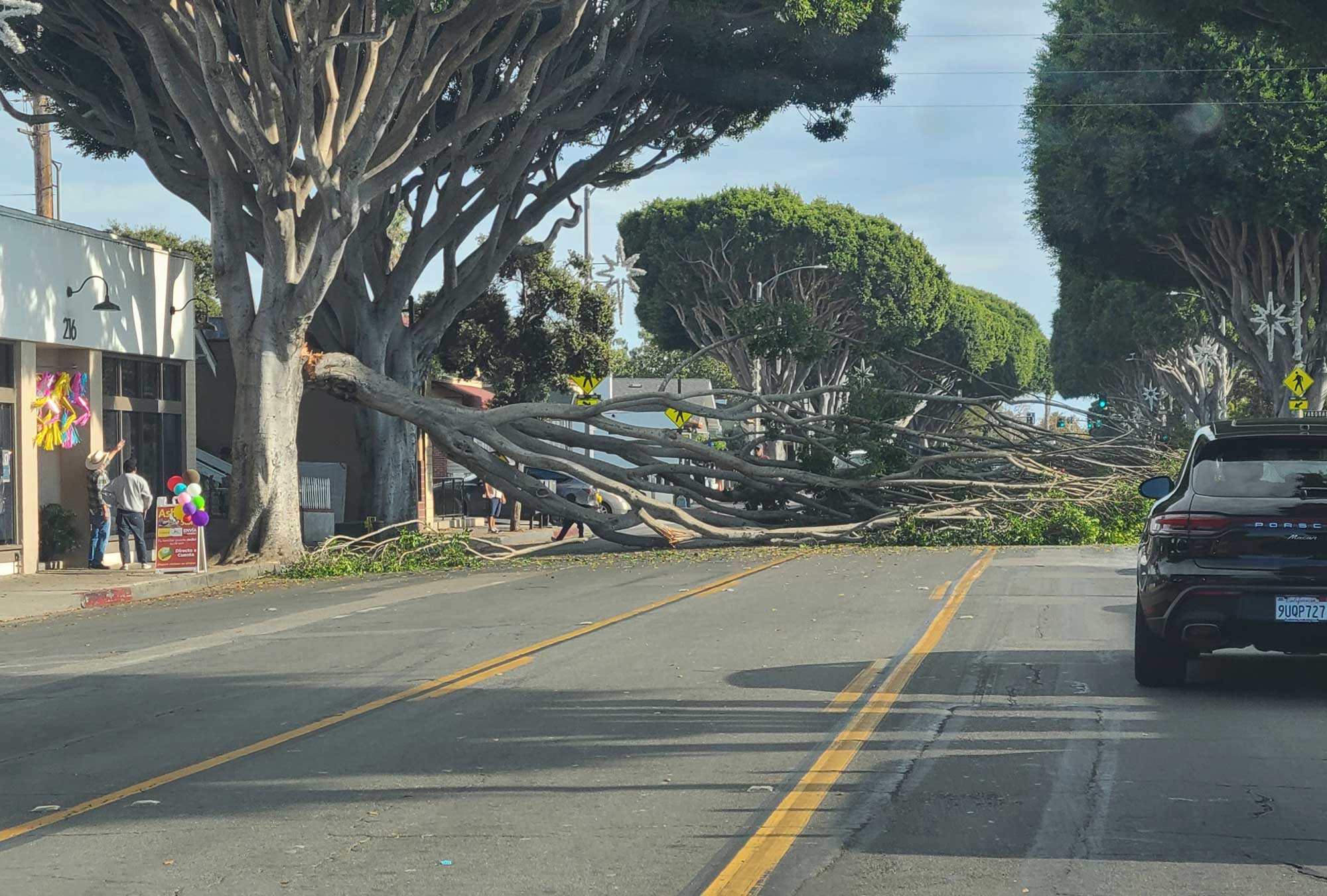 Fallen Tree Branch Blocks Traffic on Milpas Street | Local News | Noozhawk