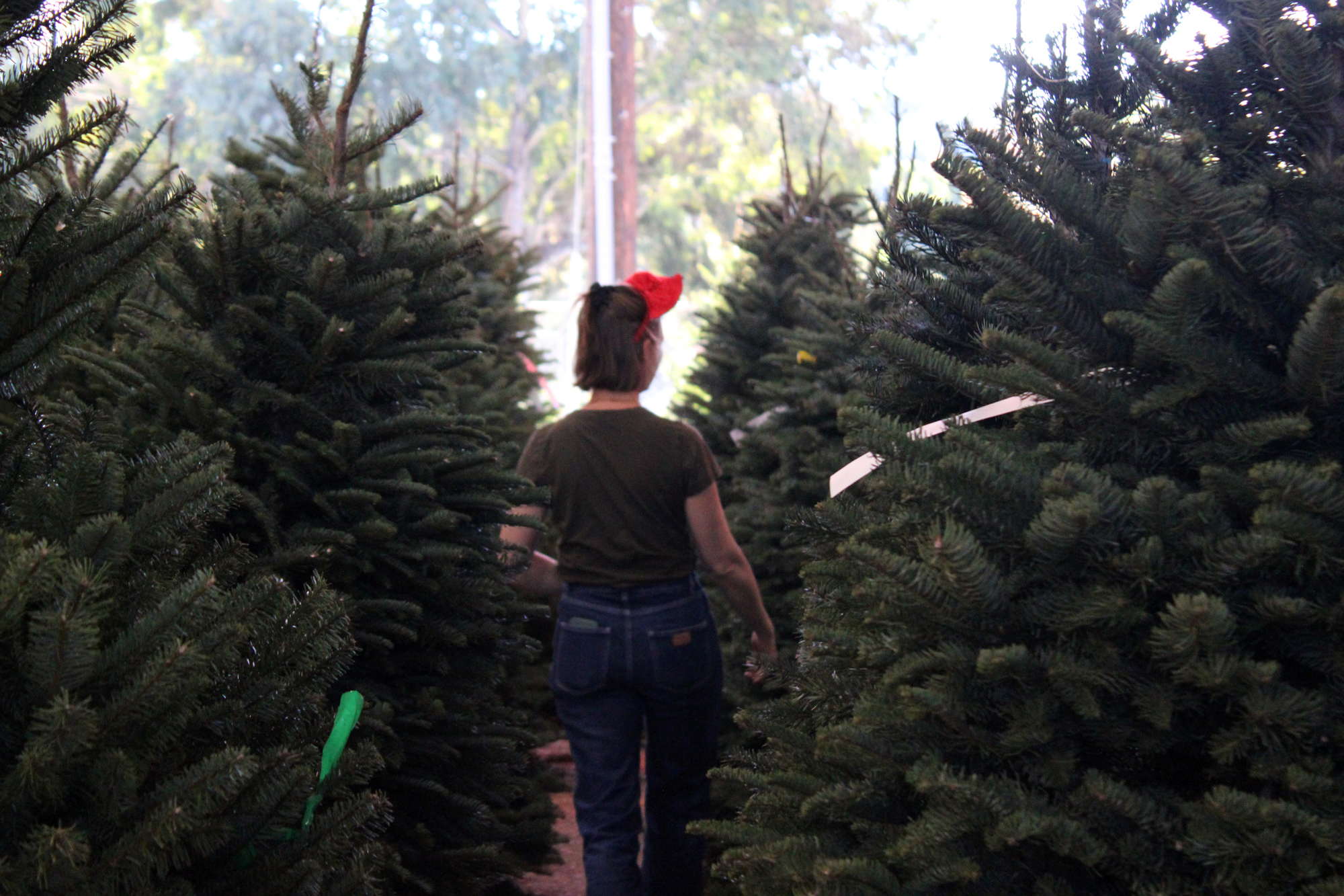 From Turkey to Tinsel: Early Shoppers Flock to Christmas Tree Lots ...