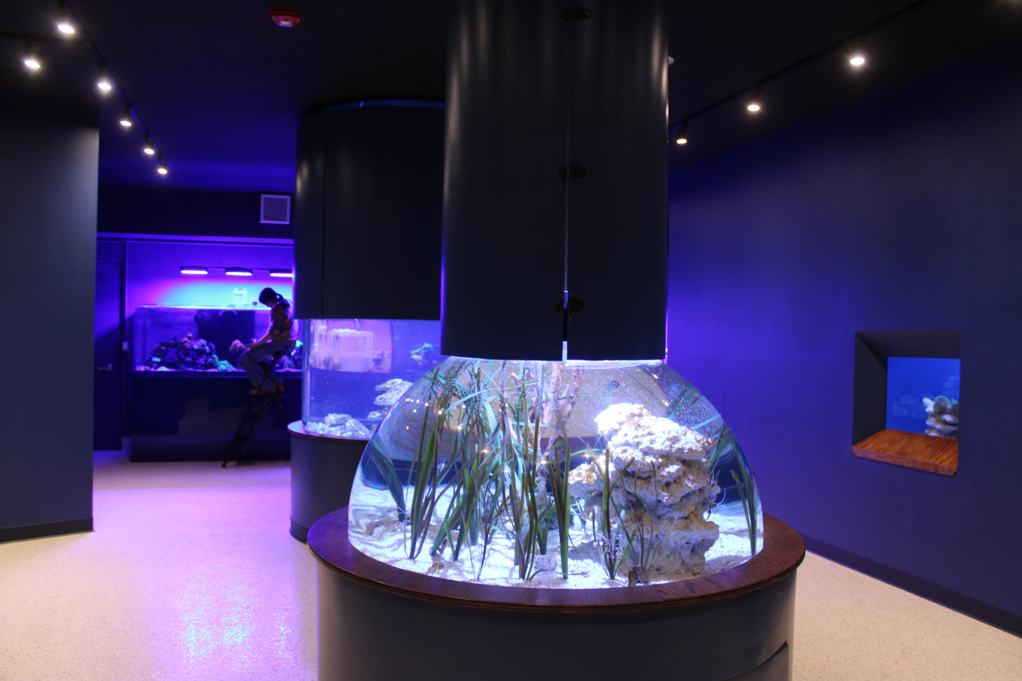 Cabrillo High School Aquarium Transforms Computer Lab Into Tropical ...