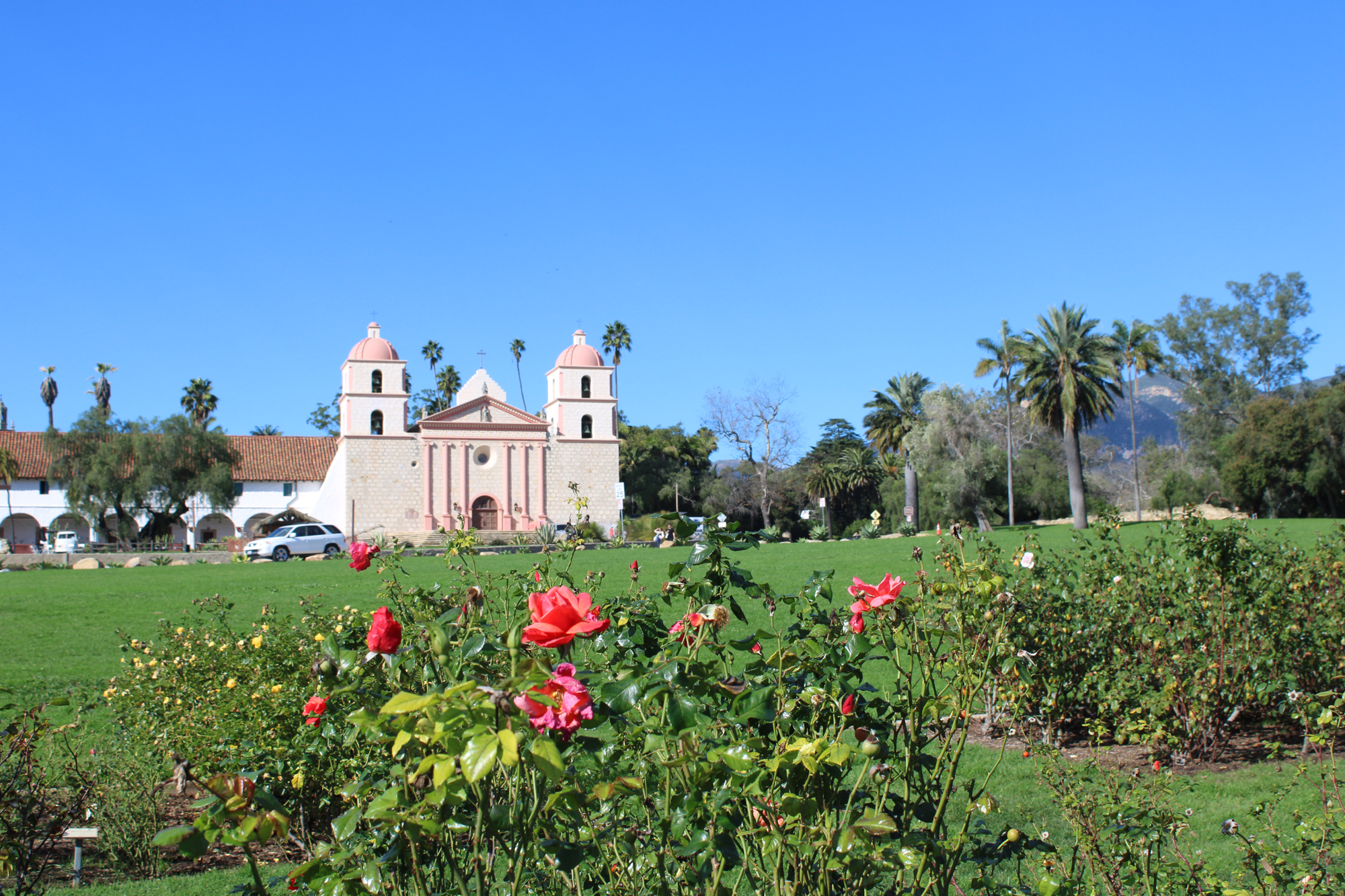 Stop and Smell the ... Snips: Santa Barbara Mission Roses to Get Trim ...