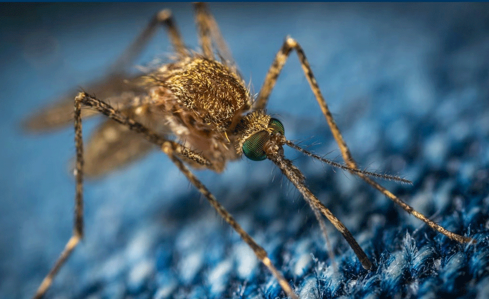 Mosquito Taste Receptor Could Lead to New, Improved Insect Repellents ...