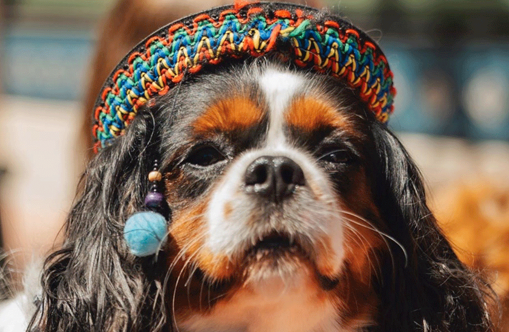 New Old Spanish Days Event Puts Pooches on Parade, May 16 | Local News ...