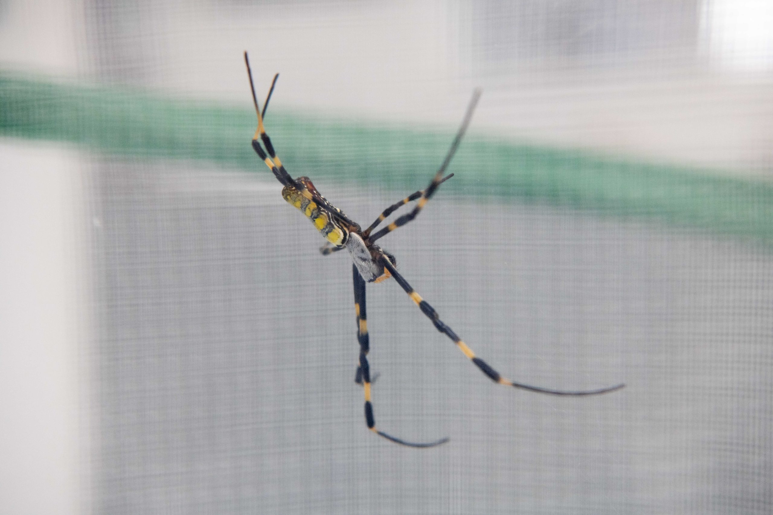 A New Eight-Legged Hitchhiker Arrives in Santa Barbara County | Local ...