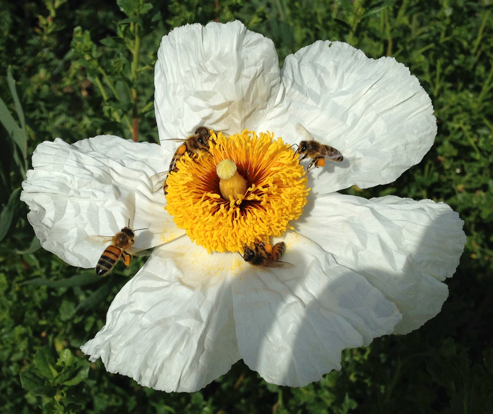 Karen Telleen-Lawton: The Sun and Shady Characters — Part II | Homes ...